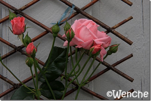 Wenches hage: Clematis, roser og liljer